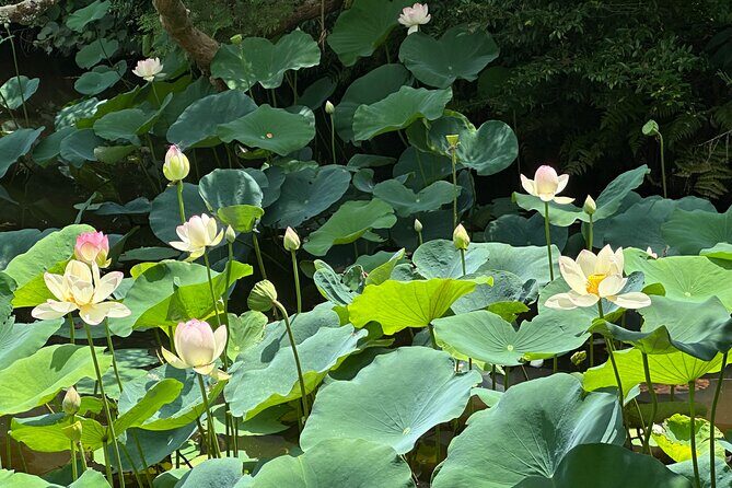 Guided Walking Tour in Kyoto - An Overview of the Kyoto Guided Walking Tour