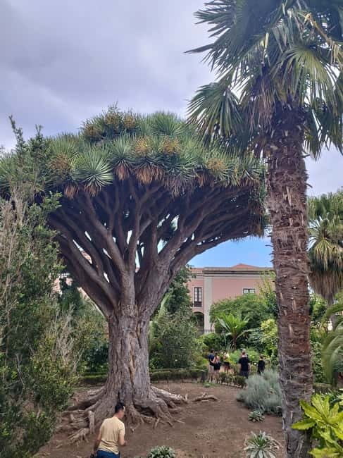 Guided walking tour in La Orotava 1:30 min, Tenerife - Key Points