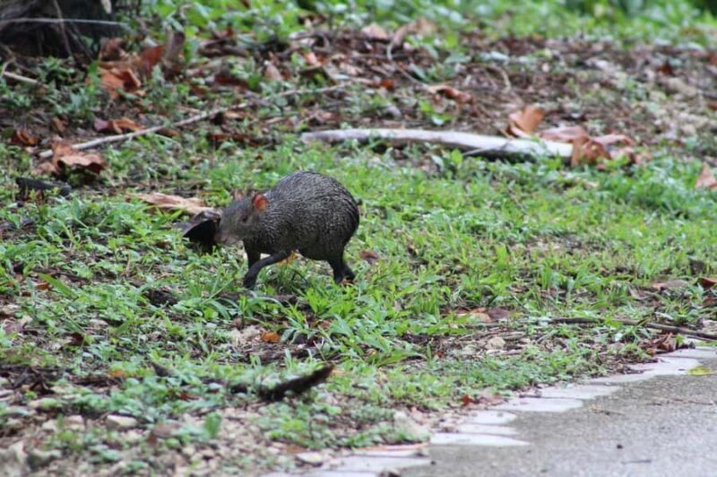 Guided walking tour in the Palenque jungle (Palenque National Park) - Authenticity and Reviews