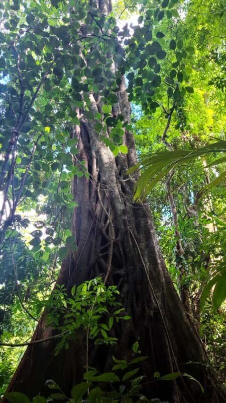 Guided walking tour in the Palenque jungle (Palenque National Park) - The Sum Up