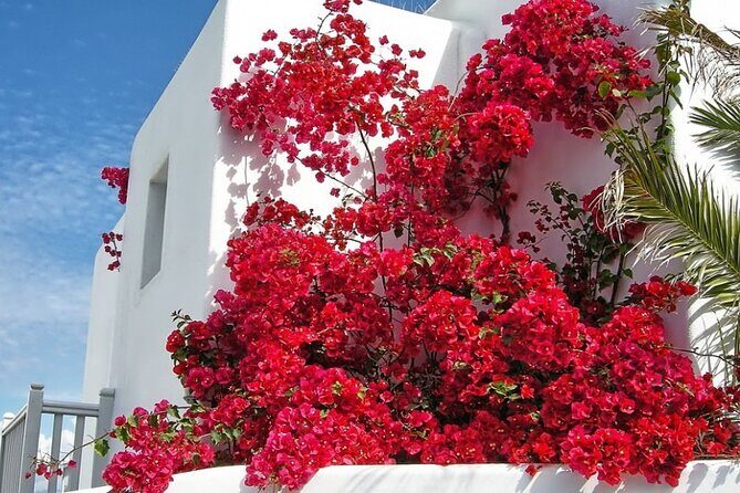 Guided Walking Tour Mykonos, Little Venice, Windmills, Beaches - The Sum Up