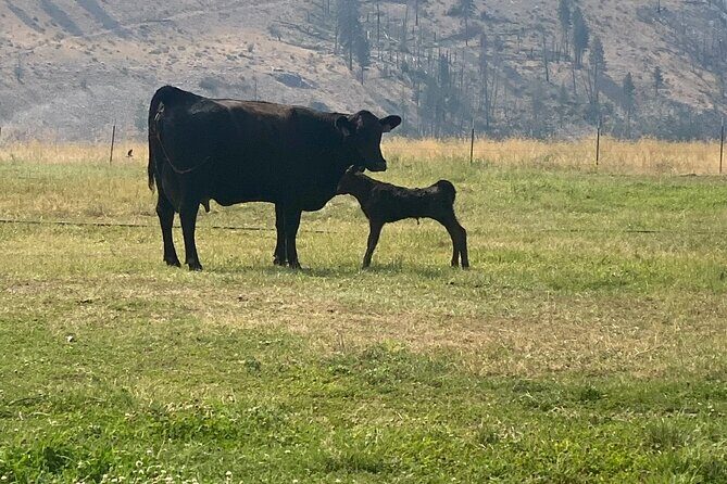 Guided Walking Tour of Methow Meadows and Meet the Animals - Who Should Book This Tour?