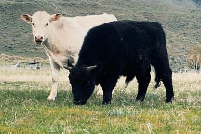 Guided Walking Tour of Methow Meadows and Meet the Animals - FAQ