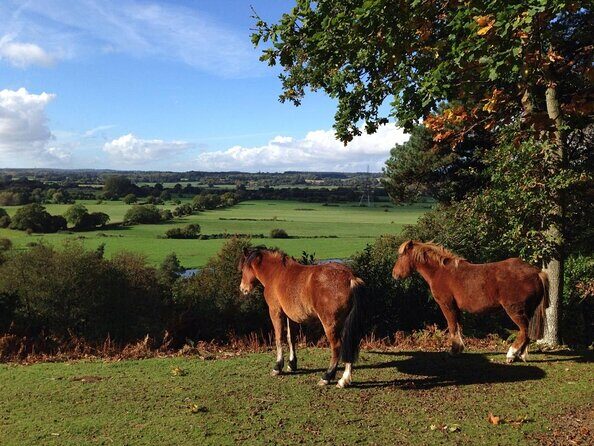 Guided Walking Tour of New Forest National Park in Hampshire - An Authentic Journey into Hampshire’s Natural Beauty