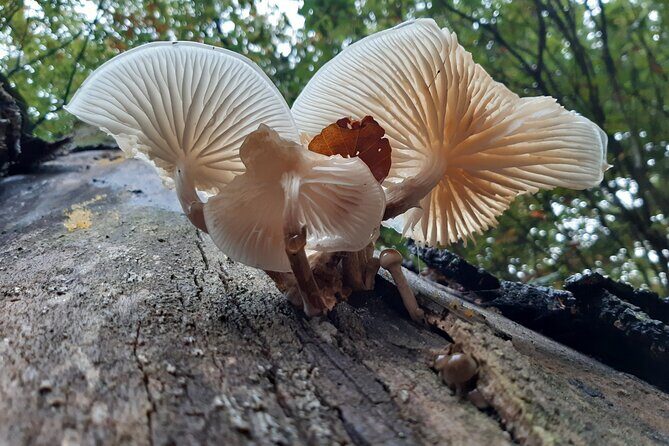 Guided Walking Tour of New Forest National Park in Hampshire - Logistics and Practical Details