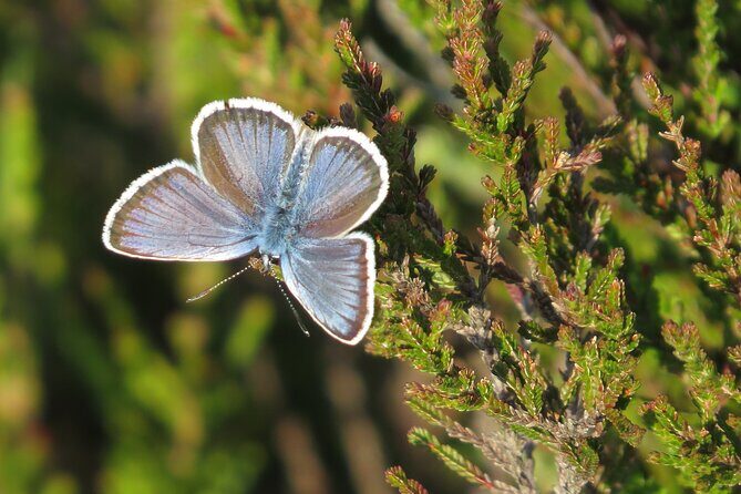 Guided Walking Tour of New Forest National Park in Hampshire - Final Thoughts