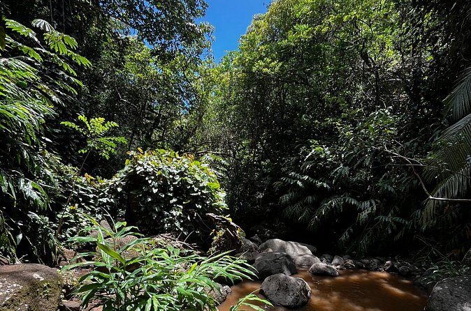 Guided Waterfall and Jungle Hiking Tour - The Sum Up