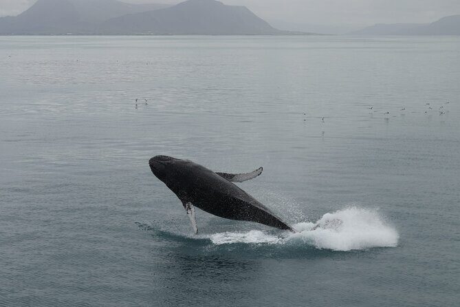 Guided Whale Watching Experience from Reykjavik - Setting Sail from Reykjavik: What to Expect