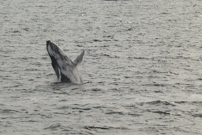 Guided Whale Watching Experience from Reykjavik - Value and Pricing: What Are You Paying For?