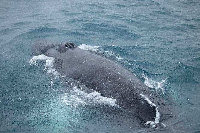 Guided Whale Watching Experience from Reykjavik - Who Will Enjoy This Tour?