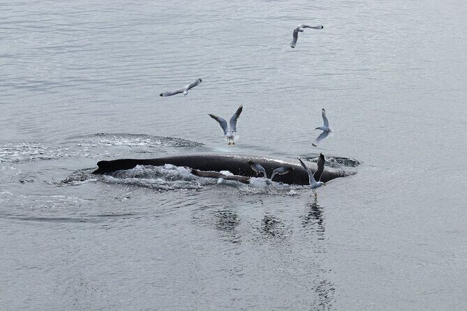 Guided Whale Watching Experience from Reykjavik - Practical Tips for Your Trip