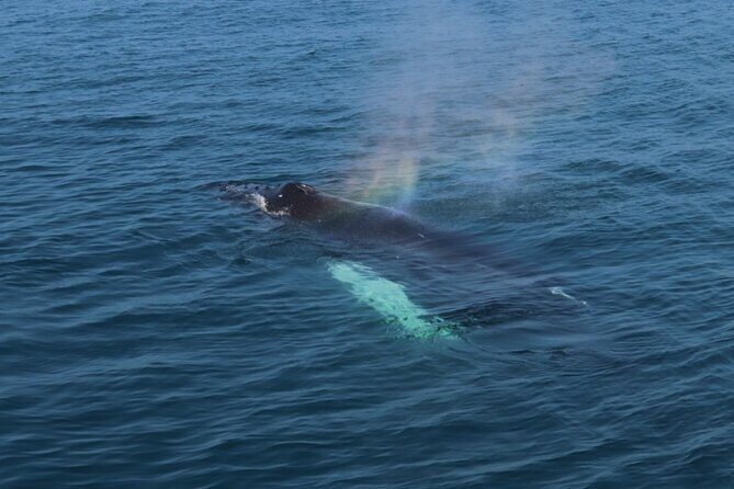 Guided Whale Watching Experience from Reykjavik - Final Thoughts