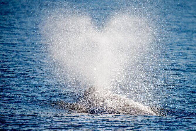 Guided Whale Watching Tour from Long Beach - The Experience and Its Authenticity
