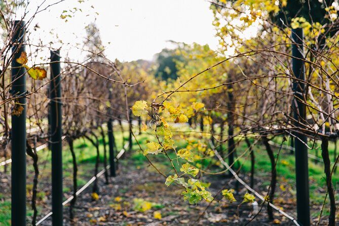 Guided Wine Journey and Discovery Tasting Tour in Adelaide - Why This Tour Works