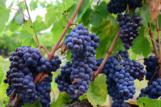 Guided Wine Tour through the Niagara Wine Trail - What the Tour Offers: An In-Depth Look