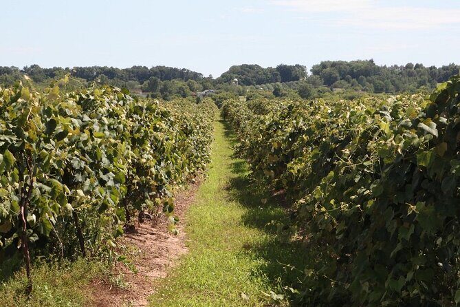 Guided Wine Tour through the Niagara Wine Trail - The Value of the Experience