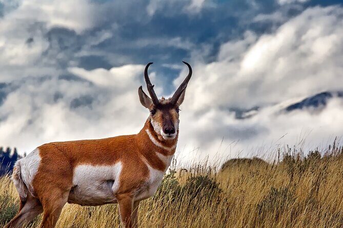 Guided Yellowstone Wildlife Tour - An In-Depth Look at the Guide and Itinerary
