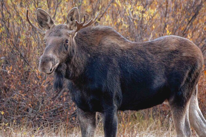 Guided Yellowstone Wildlife Tour - FAQ