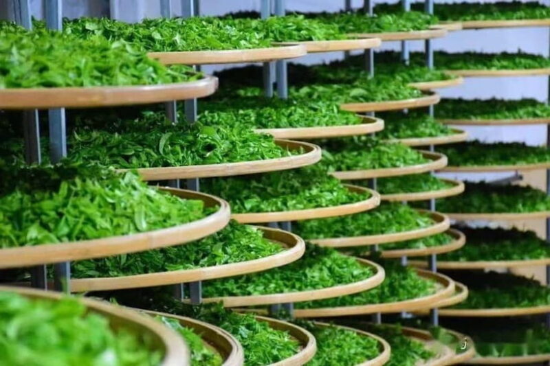 Guilin: City Tour with Elephant Hill & Ming Tea Tasting - A Practical Walkthrough of the Tour