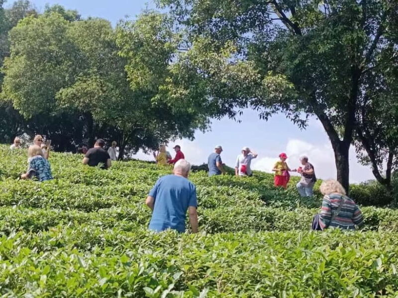 Guilin: City Tour with Elephant Hill & Ming Tea Tasting - What Previous Travelers Say