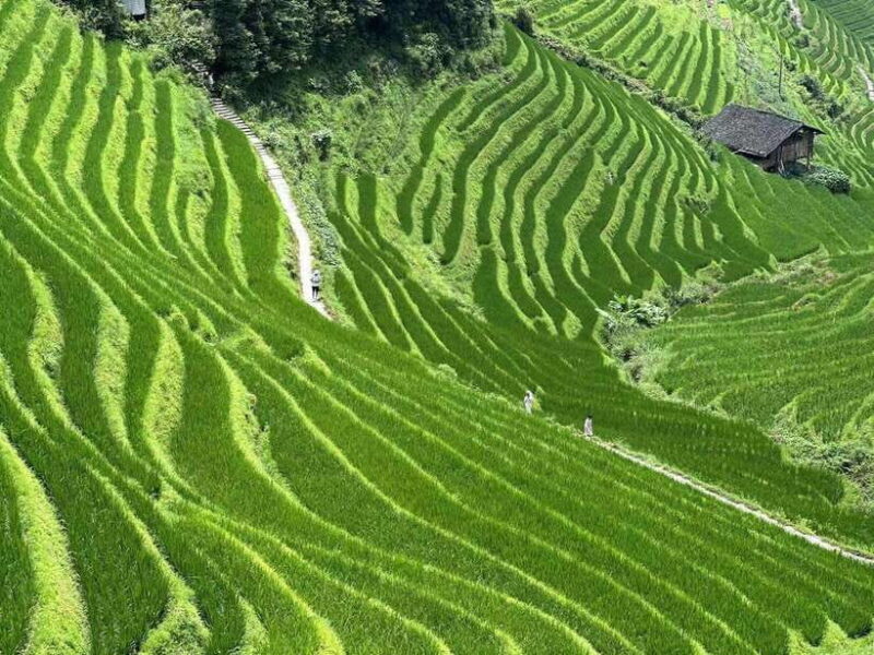 Guilin: Day tour of Longji Rice Terraces and Yangshuo - Itinerary Breakdown