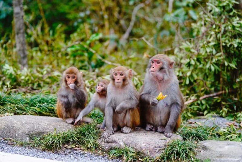 Guilin: Guihai Stele Forest, Fubo Mountain & Tea Tour - An In-Depth Look at the Tour