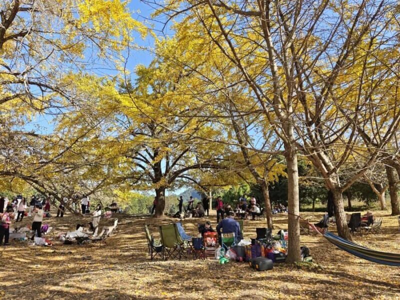 Guilin: Private Ginkgo Village and DaXu Ancient Town Tour - Exploring the Scenic Ginkgo Villages