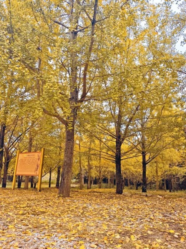 Guilin: Private Ginkgo Village and DaXu Ancient Town Tour - Lunch and Cultural Insights