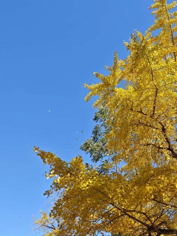 Guilin: Private Ginkgo Village and DaXu Ancient Town Tour - Daxu Ancient Town: A Historic Jewel