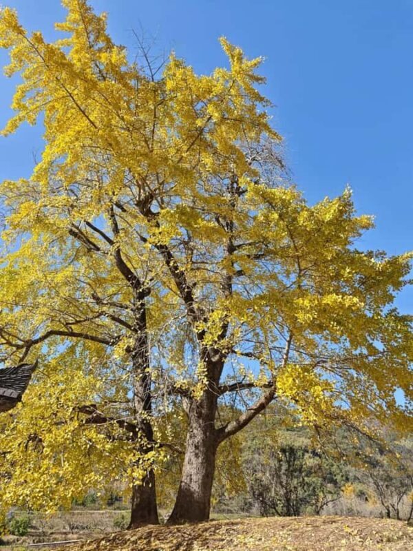 Guilin: Private Ginkgo Village and DaXu Ancient Town Tour - Return and Reflection