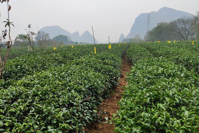 Guilin Tea plantation and Longji Rice Terraces Day Tour from Yangshuo hotel - Exploring Pingan Village: Lunch and local life