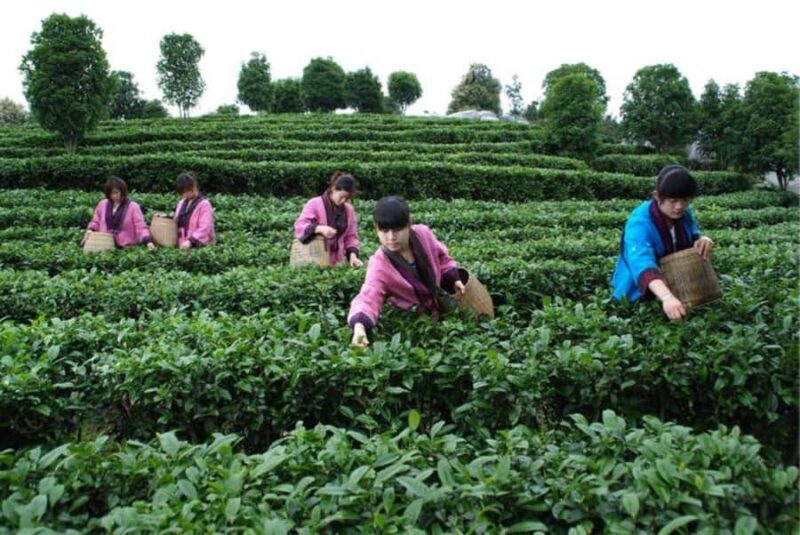 Guilin:Tea Picking and Processing at Qixian Peak Scenic Area - The Natural Beauty and Scenic Views