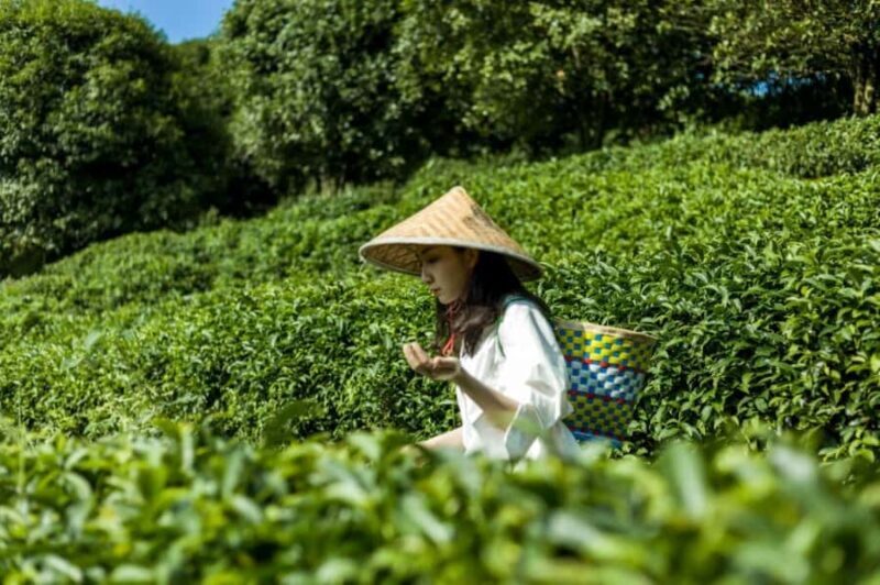 Guilin:Tea Picking and Processing at Qixian Peak Scenic Area - Practical Details and Considerations