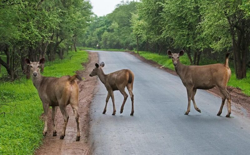Gujarat: Devalia Park ( Devaliya ) Guided Jeep Safari - An Honest Look at Devalia Park Guided Jeep Safari