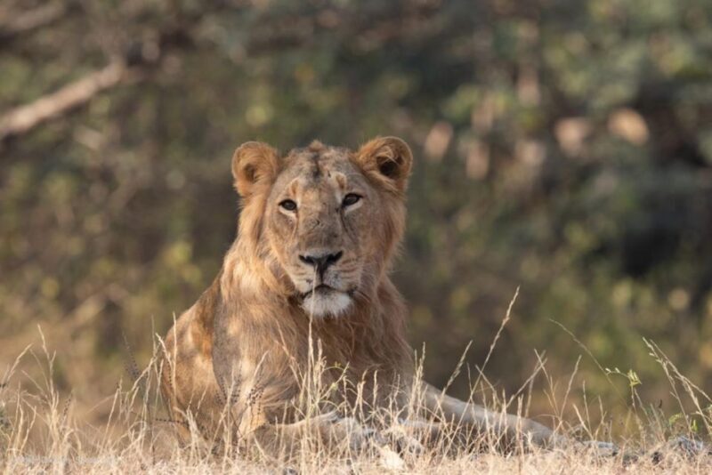 Gujarat: Devalia Park ( Devaliya ) Guided Jeep Safari - Practical Tips for a Successful Safari