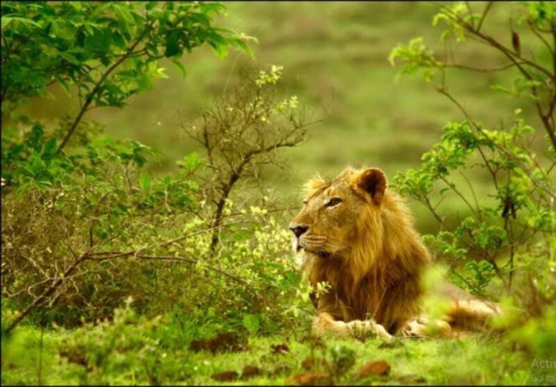 Gujarat: Gir National Park Guided Jeep Safari - Final Thoughts: Is It Worth It?
