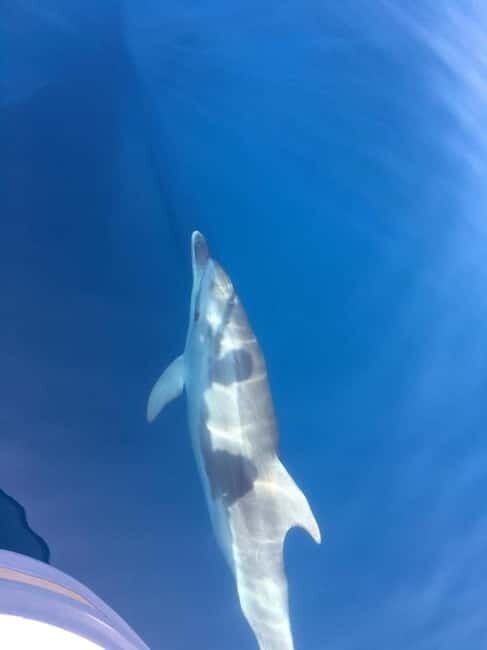Gulf of Porto: Visit the Calanques de Piana and the Scandola Nature Reserve - Key Points