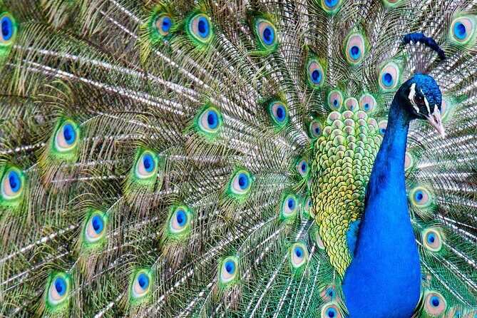 Gulf Shores, Orange Beach Area Multi-Attraction Pass - The Itinerary in Detail: What You Can Expect
