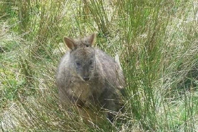 Gunns Pains Caves Sightseeing Tour - Exploring Tasmania’s Northwest Coast: A Well-Rounded Day Trip