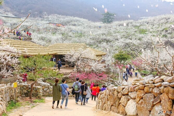 Gwangyang Maewha Flower and Jeonju Hanok Village Tour from Seoul - The Practicalities: Transportation, Group Size, and Timing