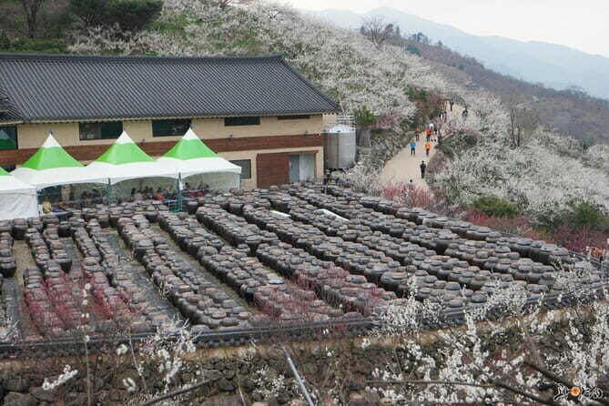 Gwangyang Maewha Flower and Jeonju Hanok Village Tour from Seoul - FAQ