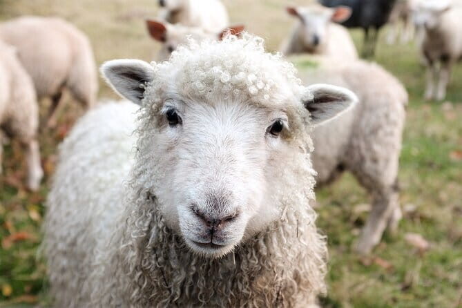 Gyeonggi do Yangpyeong Day Tour - Key Points