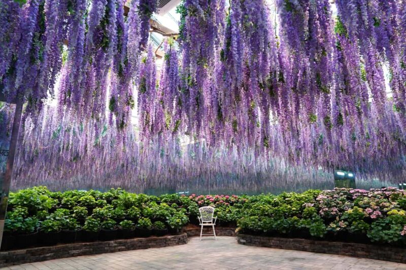 Gyeonggi: Gaypeong Begonia Bird Park Entry Ticket - Final Thoughts