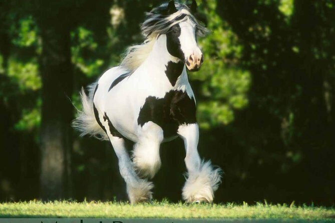 Gypsy Gold Horse Farm Tour - How Does the Price Reflect the Experience?