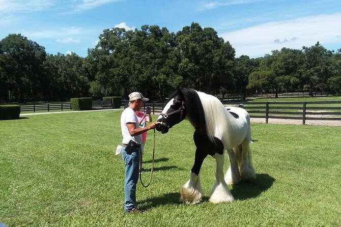 Gypsy Gold Horse Farm Tour - FAQs