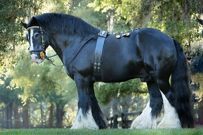 Gypsy Gold Horse Farm Walking Tour - Exploring the Gypsy Gold Horse Farm: The Core of the Tour