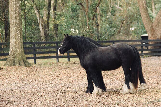 Gypsy Gold Horse Farm Walking Tour - Logistics and Practical Details