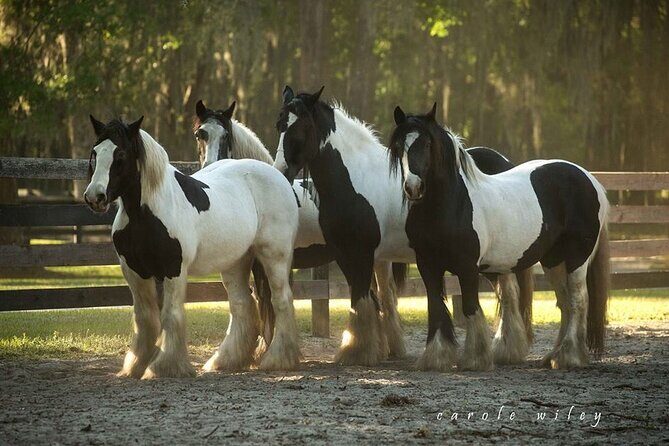 Gypsy Gold Horse Farm Walking Tour - Who Should Consider This Tour?
