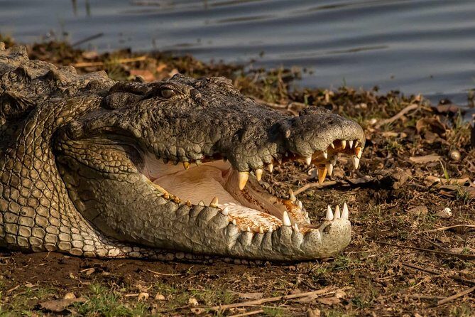 Gypsy Safari : Foreign National -Ranthambore Tiger Reserve - Final thoughts