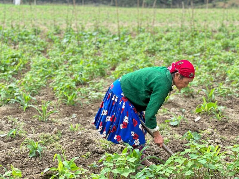 Ha Giang: 3-Day Loop Tour with Hmong Brothers - Who Should Consider This Tour?